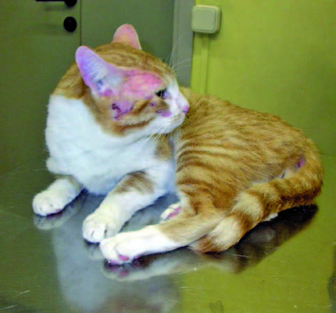 Dermatitis atópica (gatos) - Hospital Veterinario Galapago