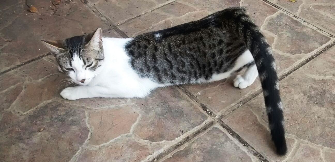 EL CICLO ESTRAL EN GATAS Y SUS PECULIARIDADES. - Hospital Veterinario ...